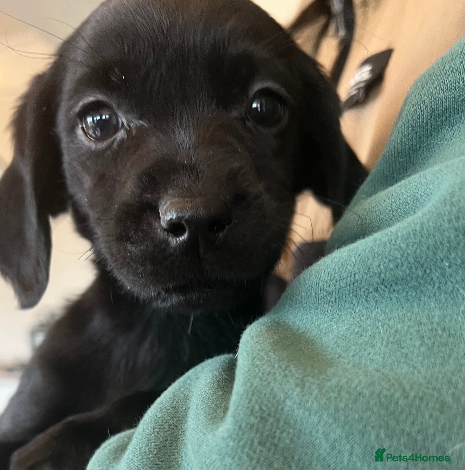 Cockador Puppies for sale | Pets4Homes