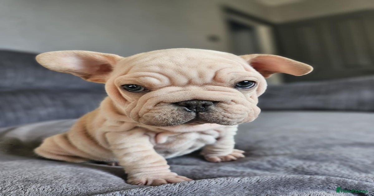Velvet Frenchie for sale in Wakefield | Pets4Homes