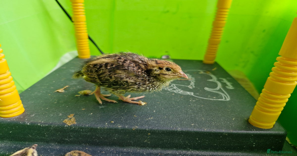 1 Week old Quail Chicks for sale in Bradford | Pets4Homes