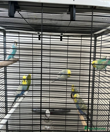 Birds for sale | Pets4Homes