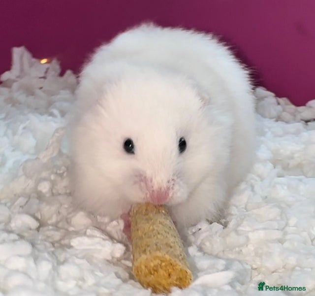 Baby hamsters for sale in London | Pets4Homes