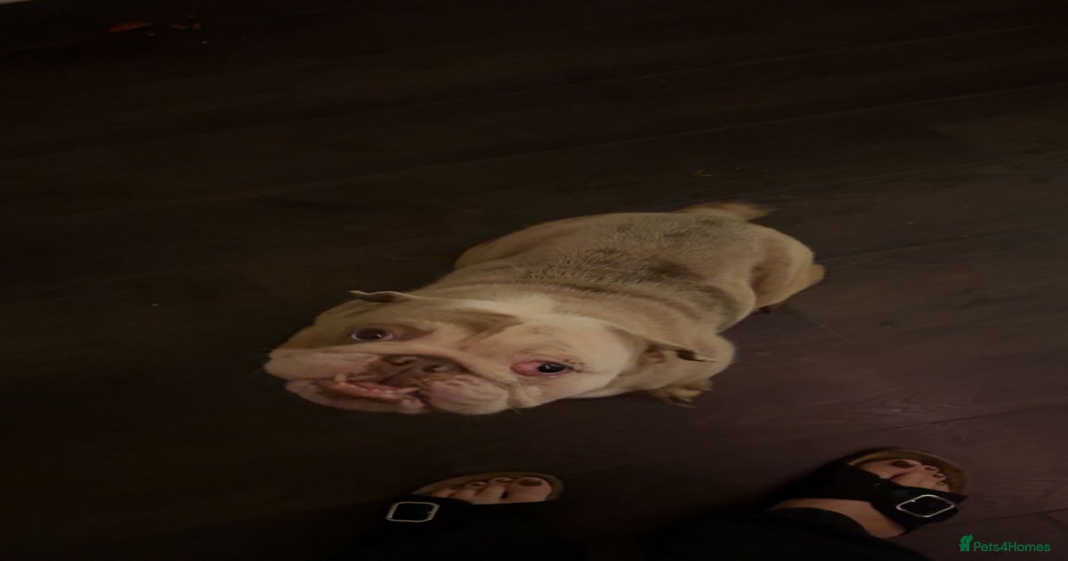 English bulldog female for sale in Wolverhampton | Pets4Homes