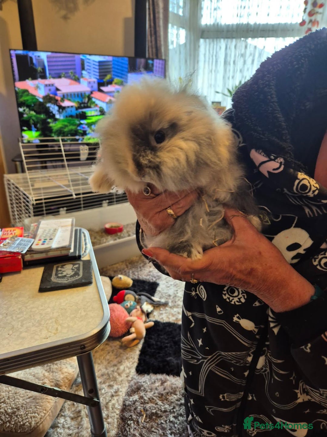 Female rabbit for sale for sale in Birmingham | Pets4Homes
