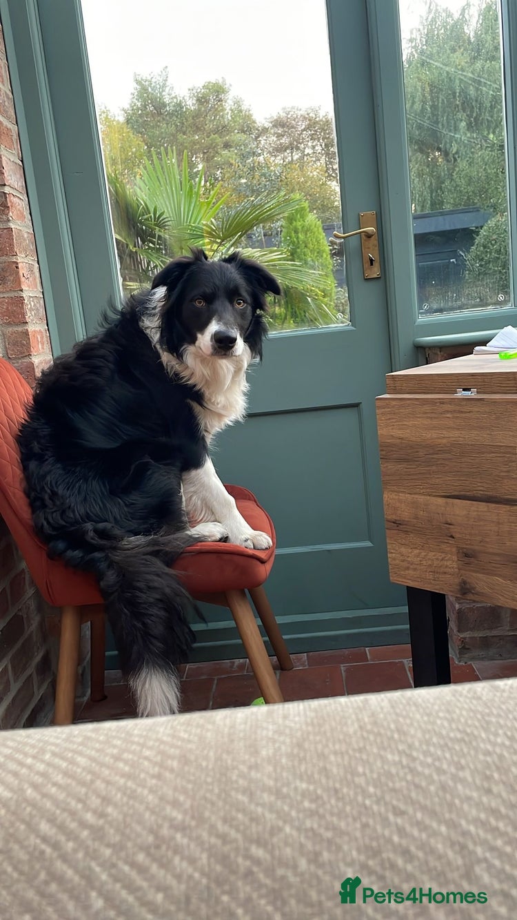 Border Collie for sale in Derby | Pets4Homes