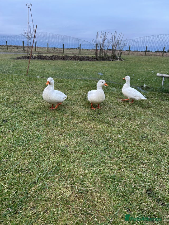 2 Male Call Ducks for sale in Wigton | Pets4Homes