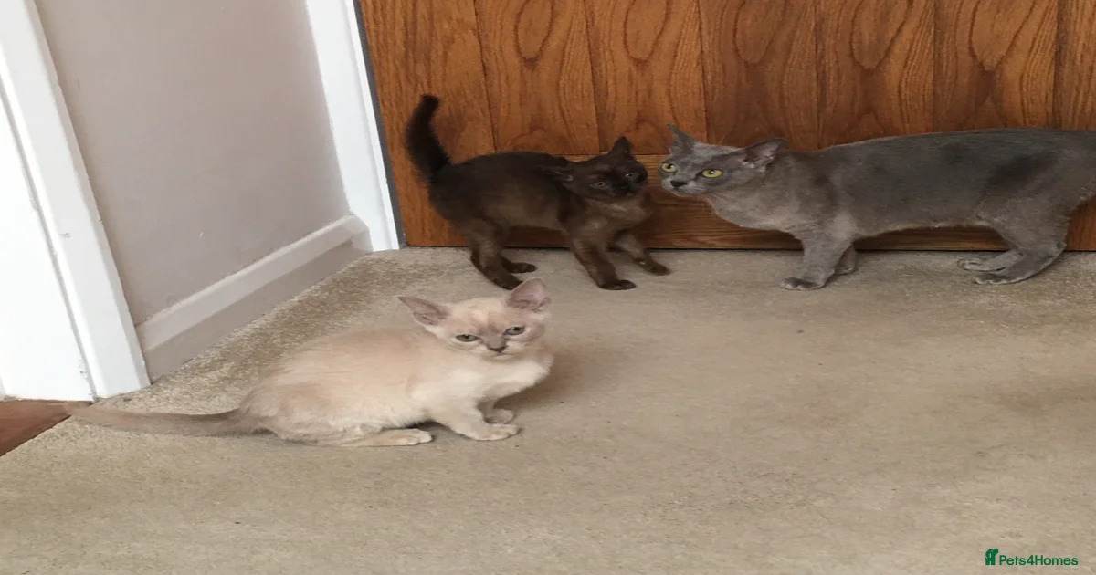 Burmese kittens for sale in Maidstone | Pets4Homes