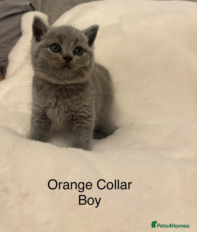 Chunky BSH Blue Kittens for sale in Herne Bay | Pets4Homes