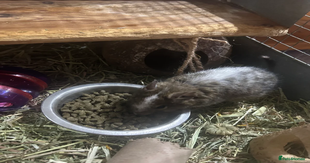 Pair of male bonded degus for sale in Manchester | Pets4Homes