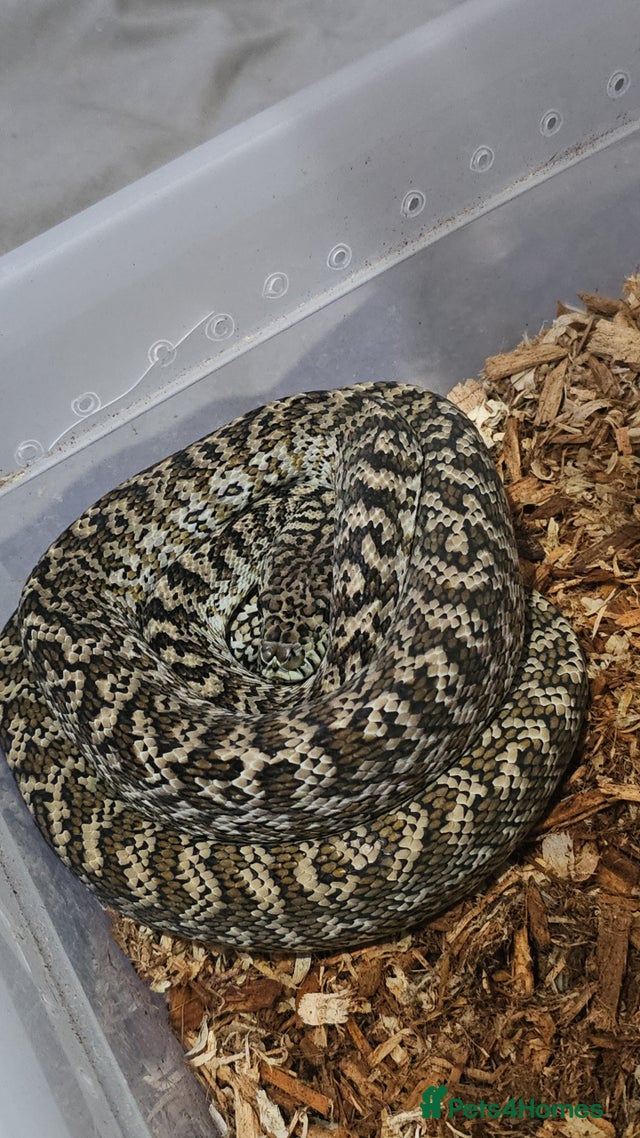 Male carpet python for sale in Southport | Pets4Homes