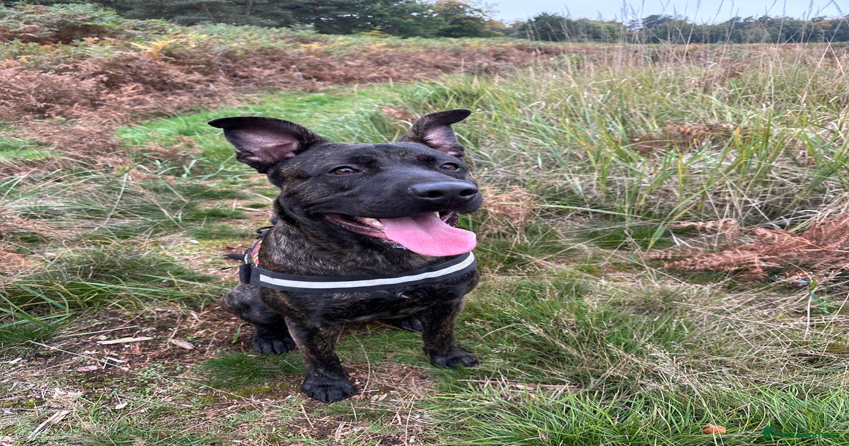 Belgian malinois x presa canario boy for sale in Ely | Pets4Homes