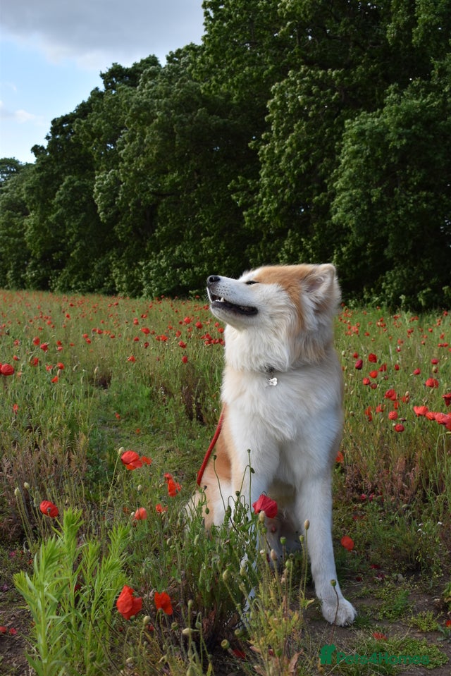 5- Generation KC Pedigree Japanese Akita - inu for stud in Doncaster ...