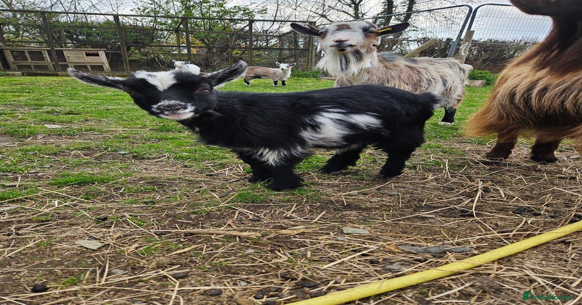 Stunning pygmy kids ready now for sale in Liskeard | Pets4Homes