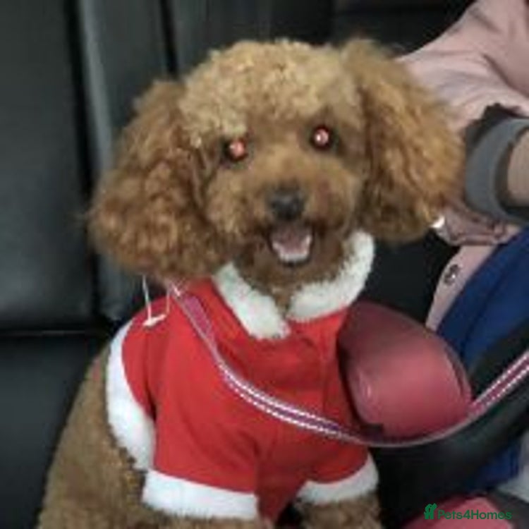 Cavapoo breeders | Pets4Homes