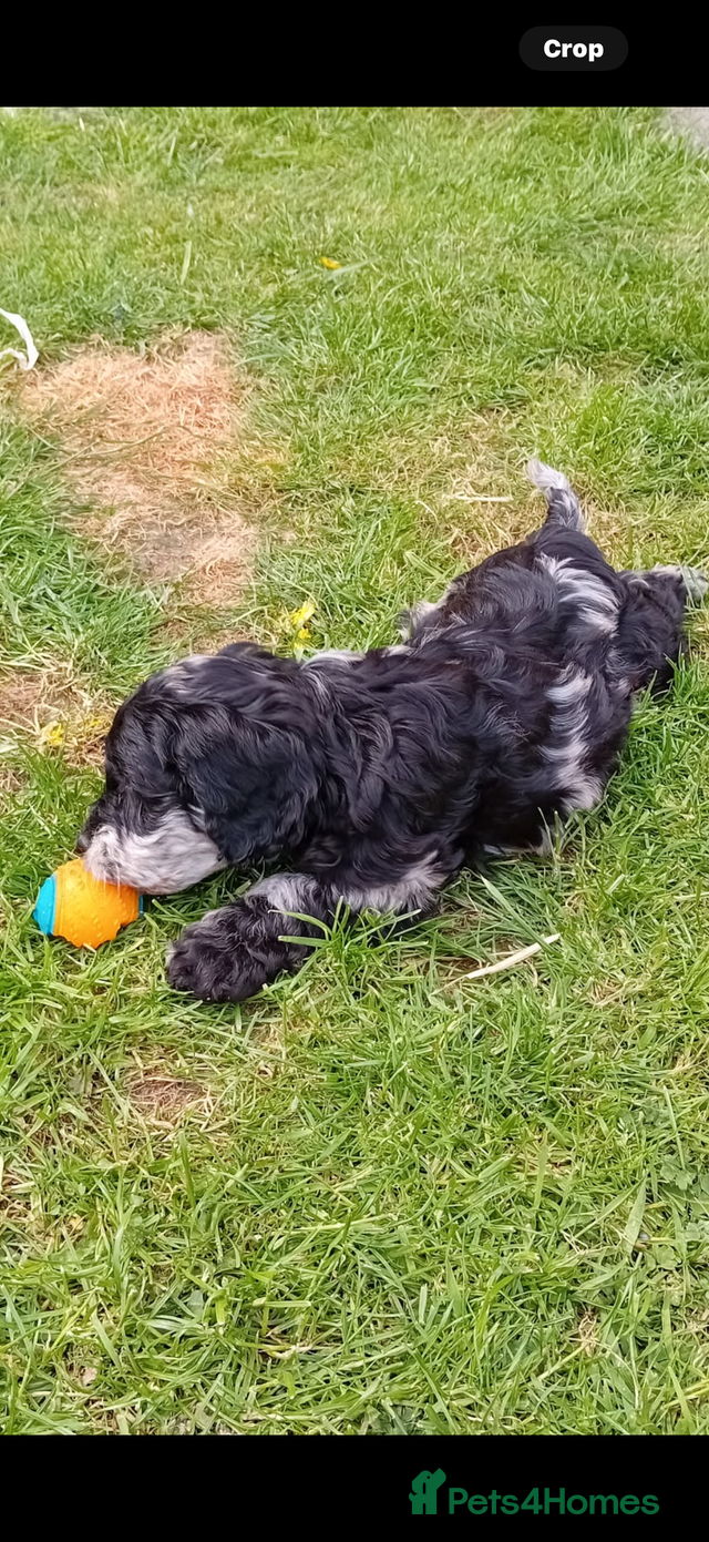 READY NOW Last Black F1 Cockapoo girl for sale in Larkhall | Pets4Homes