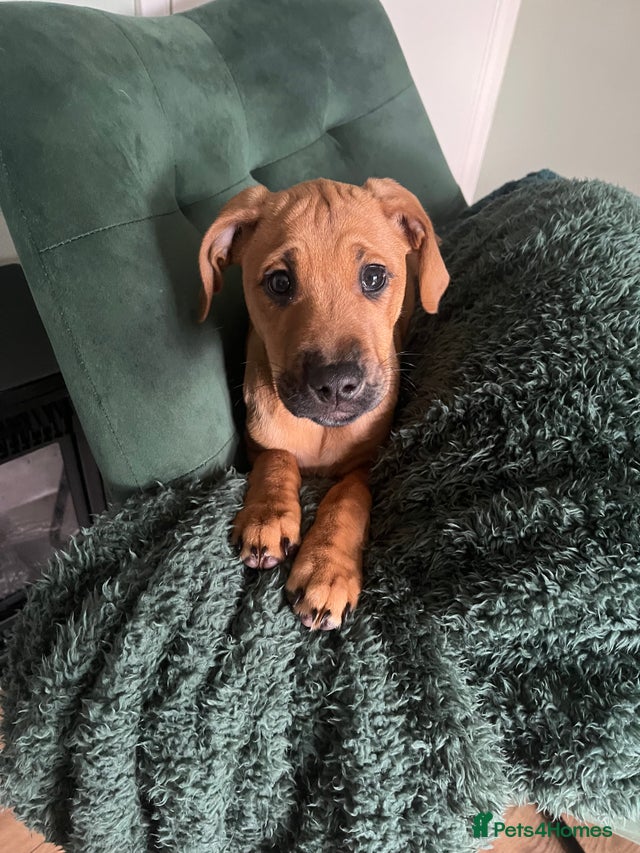 Lab mix puppy for sale in Plymouth | Pets4Homes