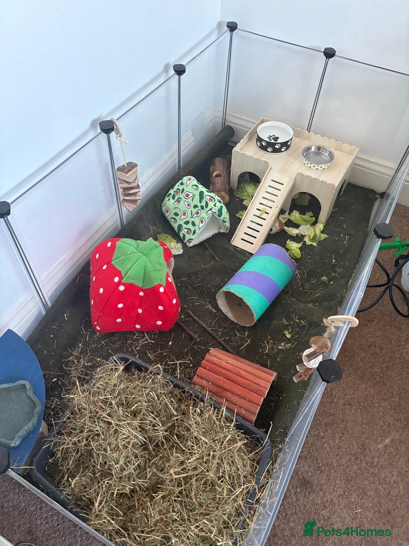 2 Male Guinea Pig & Enclosure for sale in Seaham | Pets4Homes