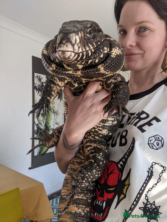 Beautiful dark male tegu for sale in Worthing | Pets4Homes