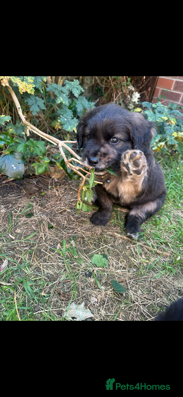 Adorable cocker spaniel malamute, chow chow mix for sale in Stockport ...