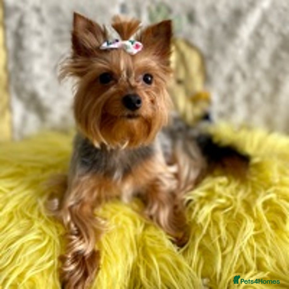 Mini Yorkshire Terrier puppies for sale | Pets4Homes