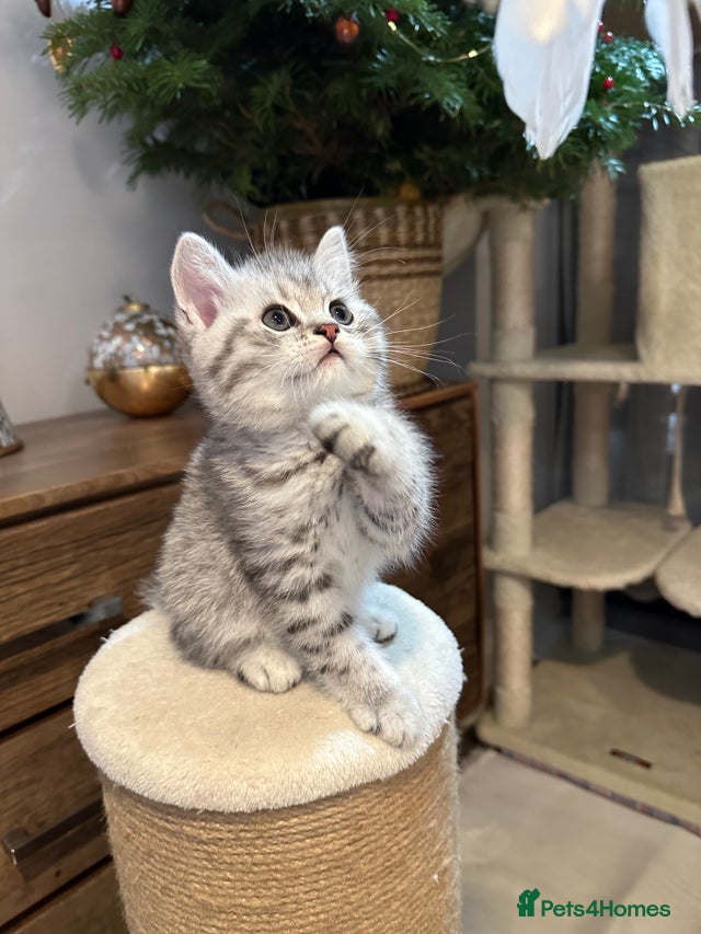 Grey and white Kittens for sale | Pets4Homes