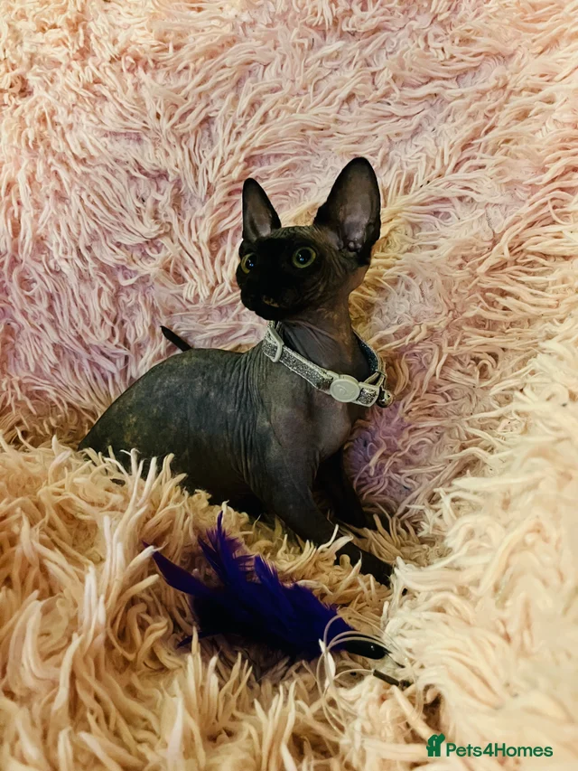Adorable Sphynx Kittens for sale in Tiverton | Pets4Homes
