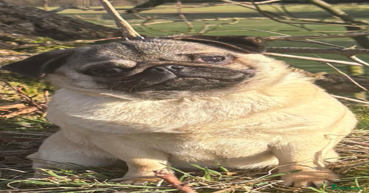 Our beautiful pug puppy Tamara is now available for sale in Llanidloes ...