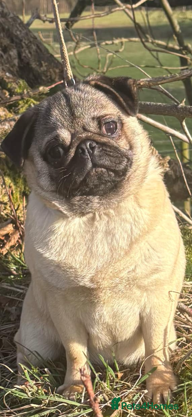 Our beautiful pug puppy Tamara is now available for sale in Llanidloes ...