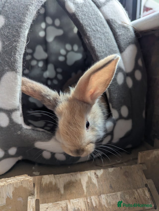 Lop mixed dot baby rabbits for sale in Fleet | Pets4Homes