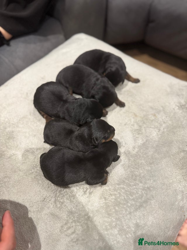 Rottweiler Puppies for sale in Dundee | Pets4Homes