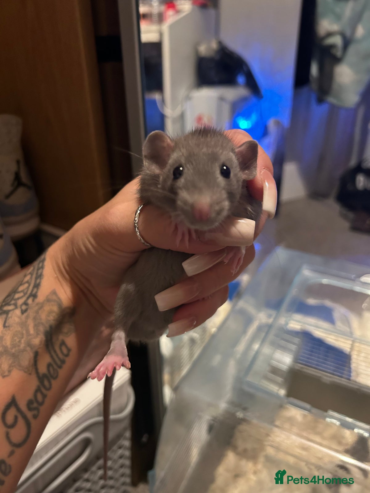 Rat rodents for sale | Pets4Homes