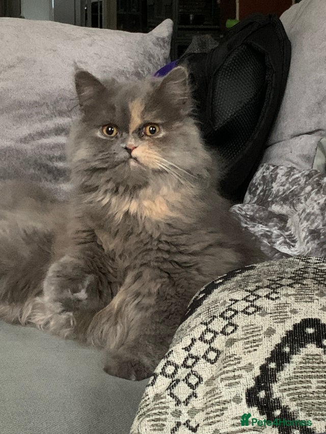Female Persian for sale in Stoke-on-Trent | Pets4Homes