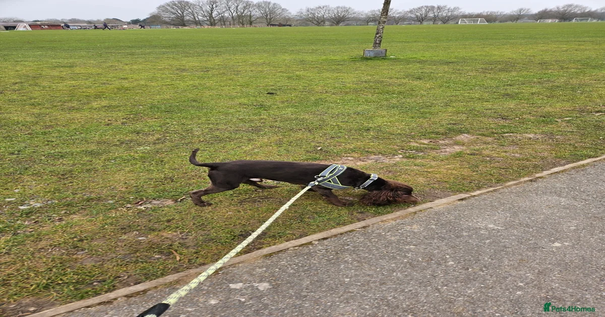 Forever home wanted for our spaniel for sale in Rugby | Pets4Homes