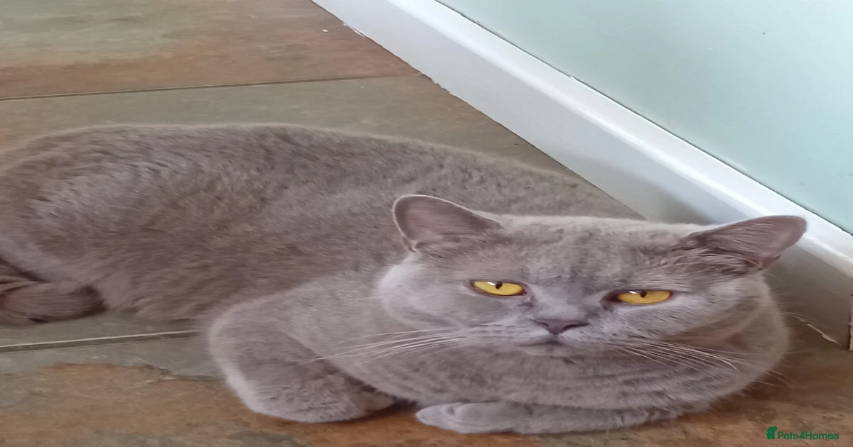 Lilac British short-hair girl for sale in Chard | Pets4Homes