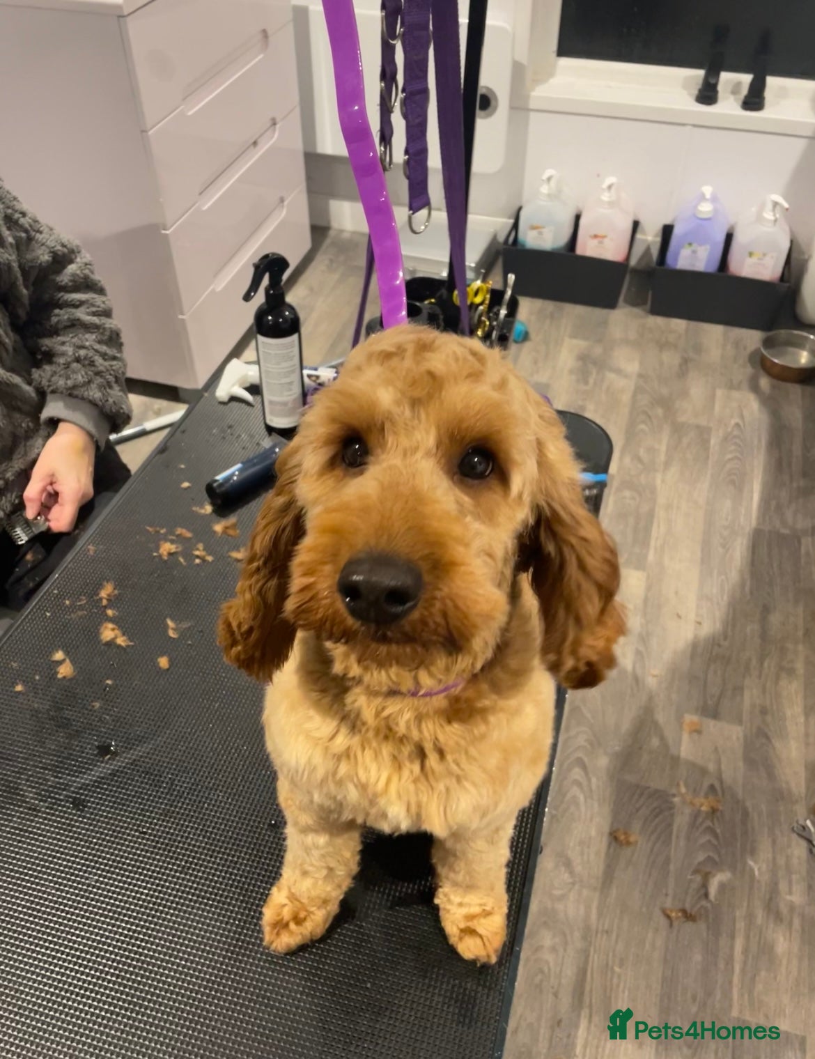 F1 Cockapoo STUD for stud in Worksop | Pets4Homes