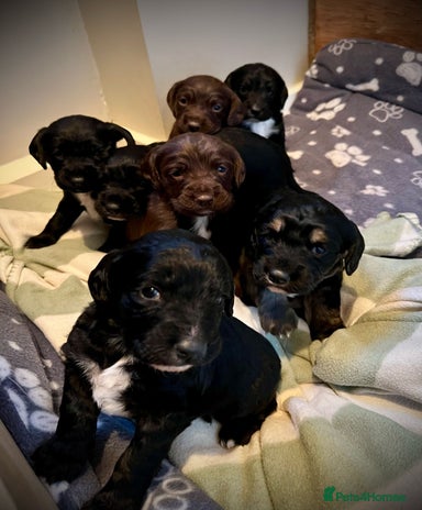 Cockador Puppies for sale | Pets4Homes