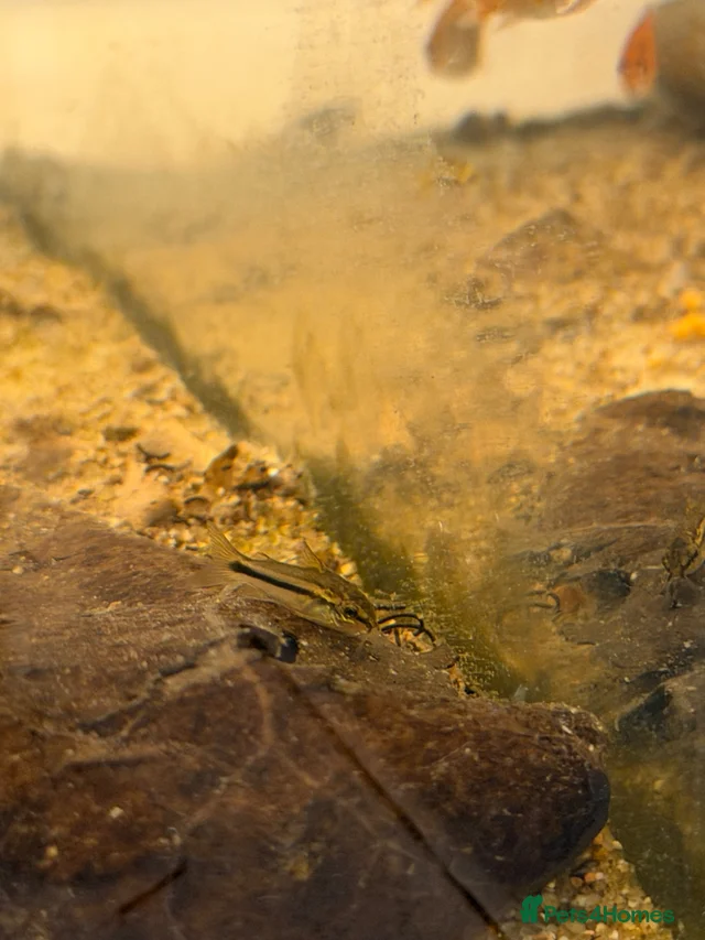 Pigmy Cory Fry for sale in London | Pets4Homes