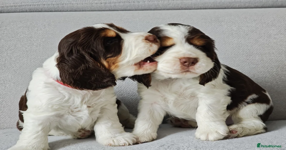 Kennel club Cocker Spaniel Puppies for sale | Pets4Homes