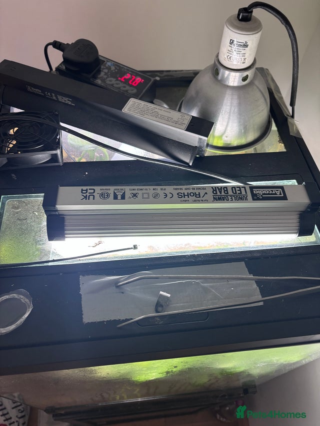 Red Eyed Tree Frogs and set up for sale in Erith | Pets4Homes