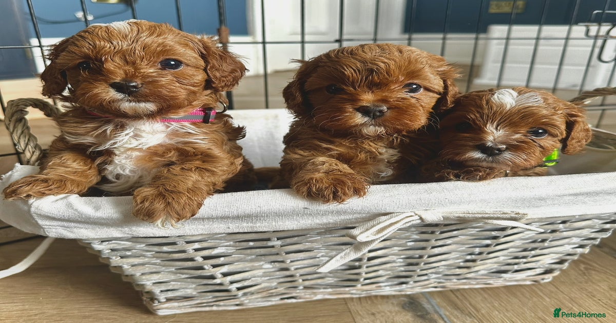F1 Fox Red Cavapoos (Health Tested) 🐶 for sale in Stockport | Pets4Homes