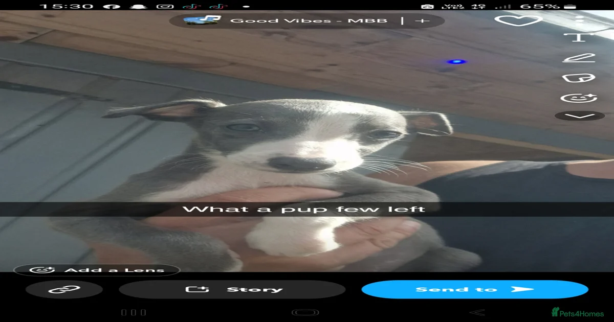 Whippet Puppies for sale in England | Pets4Homes
