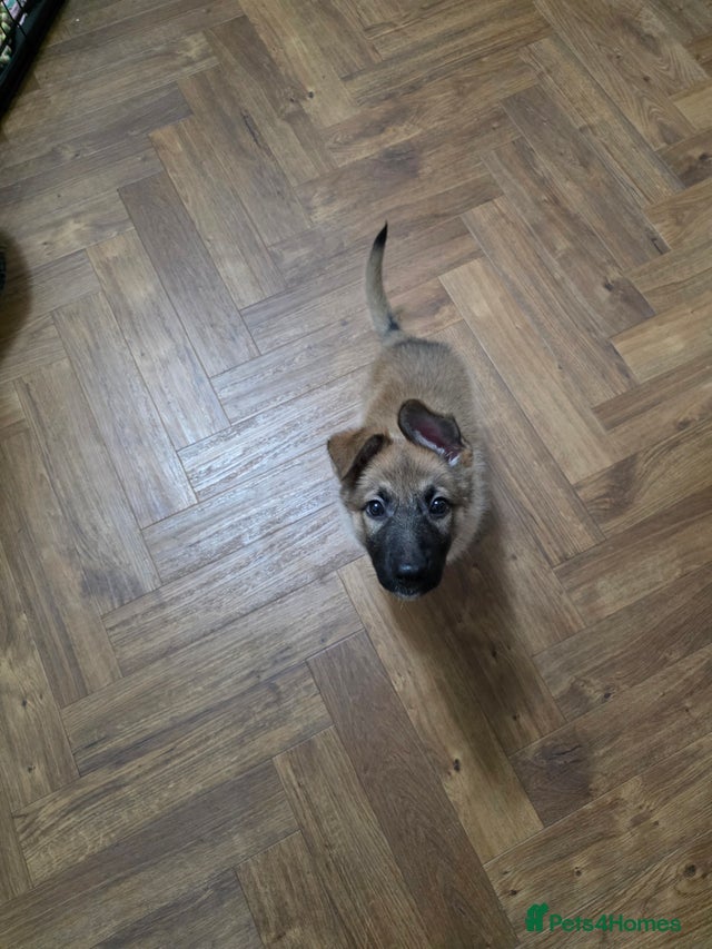 German Shepherd Puppy for sale in Southport | Pets4Homes