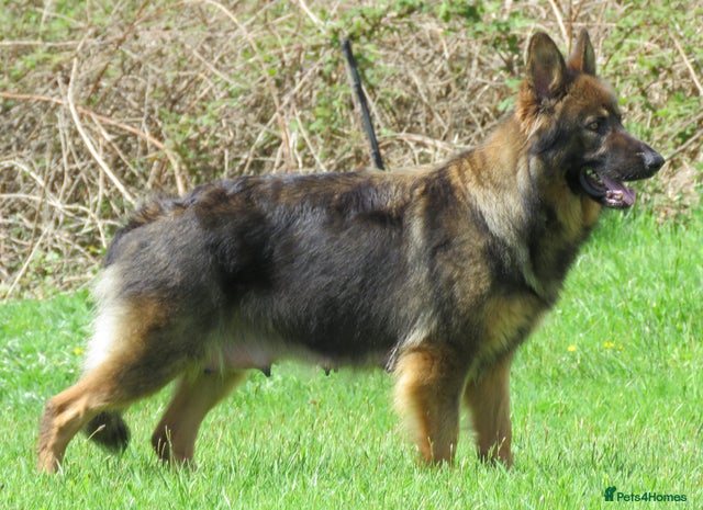 German Shepherd Puppies For Sale for sale in Bridgend | Pets4Homes