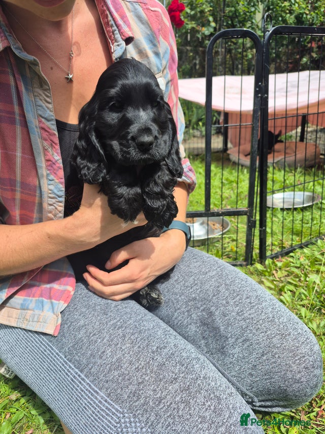 KC Reg Show Line Cocker Spaniel 1 Remaining for sale in Plymouth ...