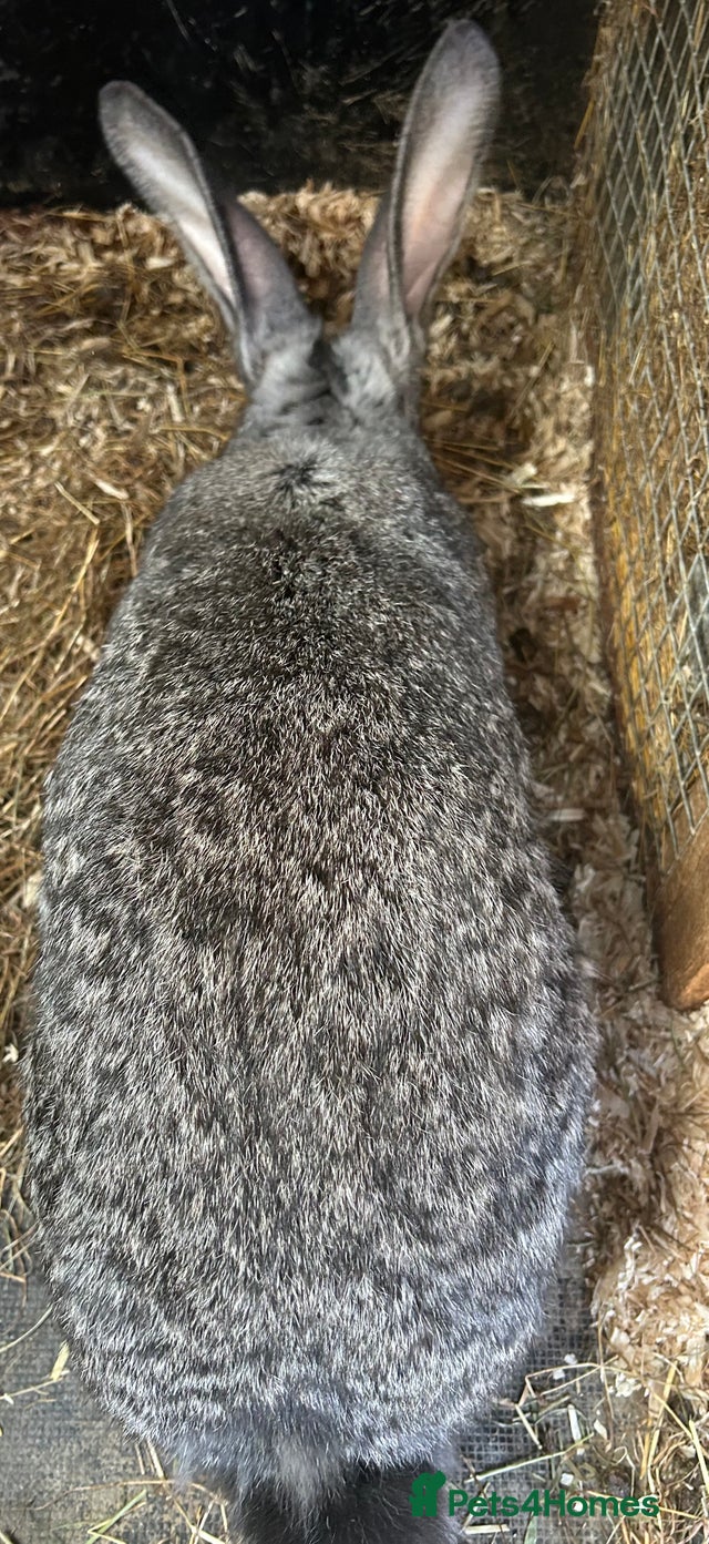 WE HAVE GOT THE WORLDS BIGGEST RABBITS for sale in Worcester | Pets4Homes
