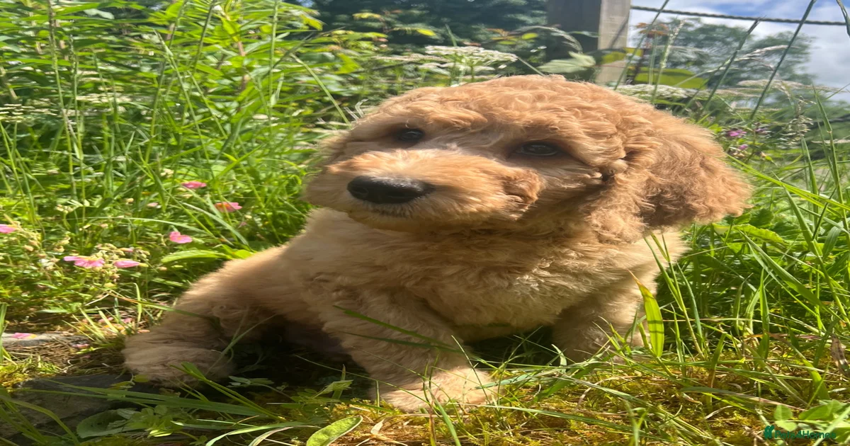 Puppies for sale in Scottish Borders | Pets4Homes