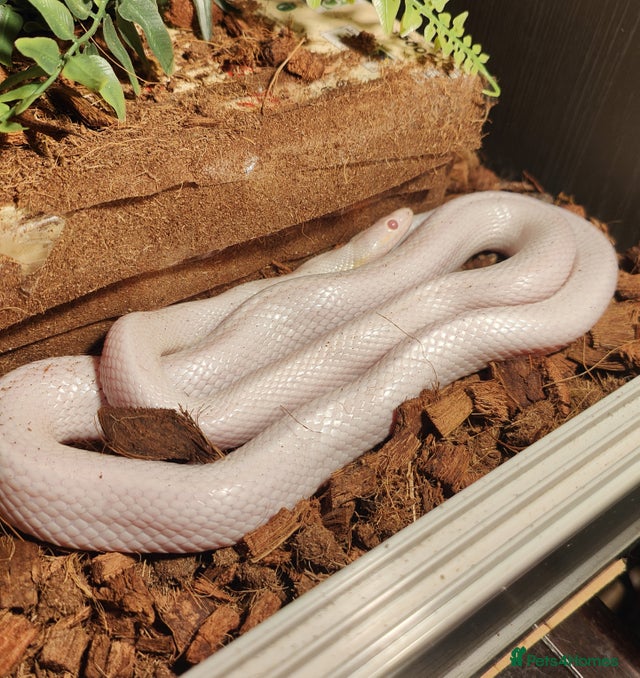 Male Whiteout Corn snake and Viv for sale in Chelmsford | Pets4Homes