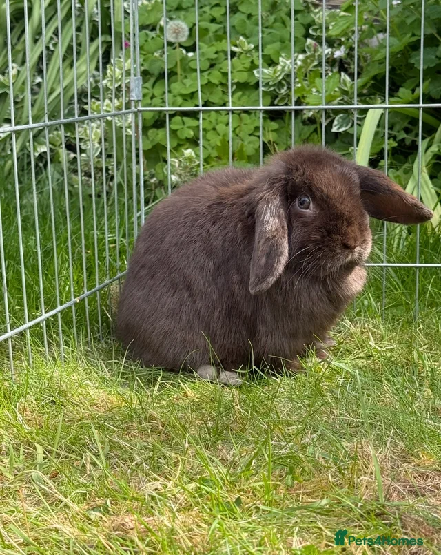 Mini lop doe for rehome for sale in Tamworth | Pets4Homes
