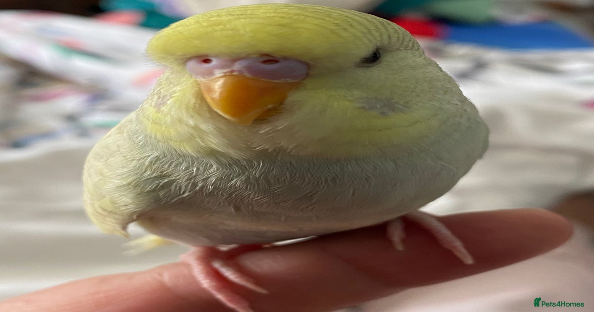 Lively Female Budgie for sale for sale in London | Pets4Homes