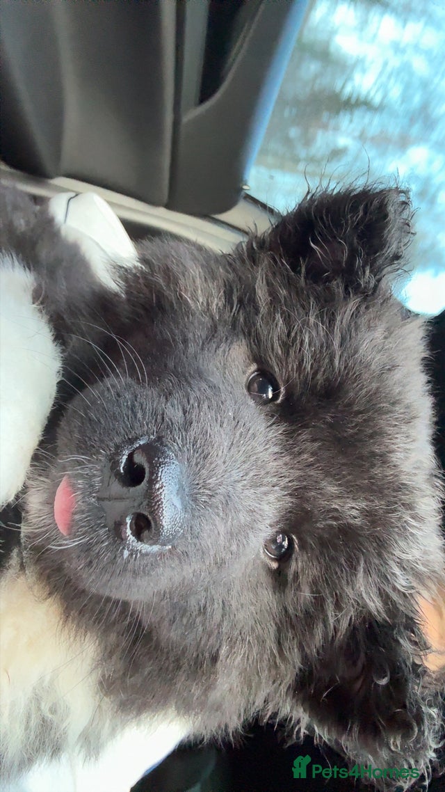 Long hair Akita puppy for sale in Liverpool | Pets4Homes