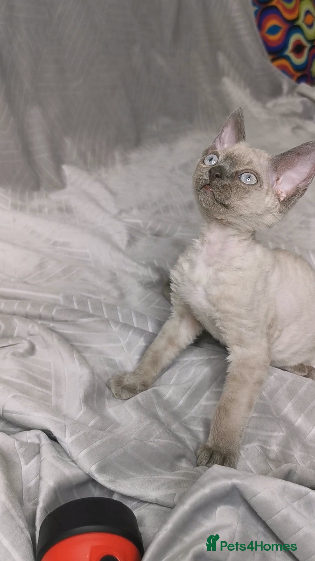 Blue point Devon Rex boy😍 for sale in Spalding | Pets4Homes